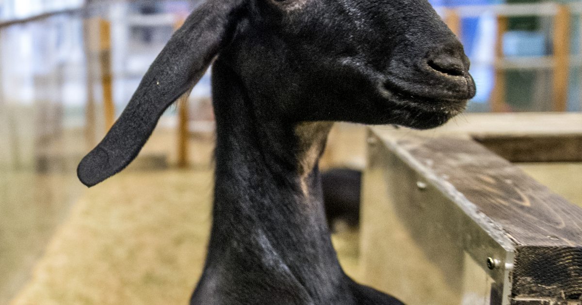Cool & Curious: Museums and Unexpected Attractions in DeKalb | Discover ...